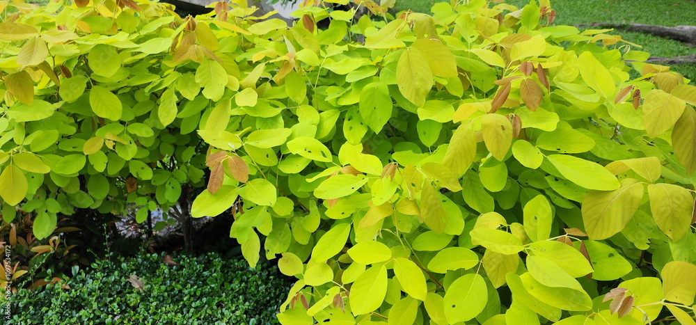 Dendrolobium umbellatum (L.) Benth. “cultv. aurea” planted in the ...