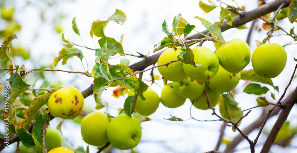 Harvest of apples on a plantation in the garden. Fruit trees with ...
