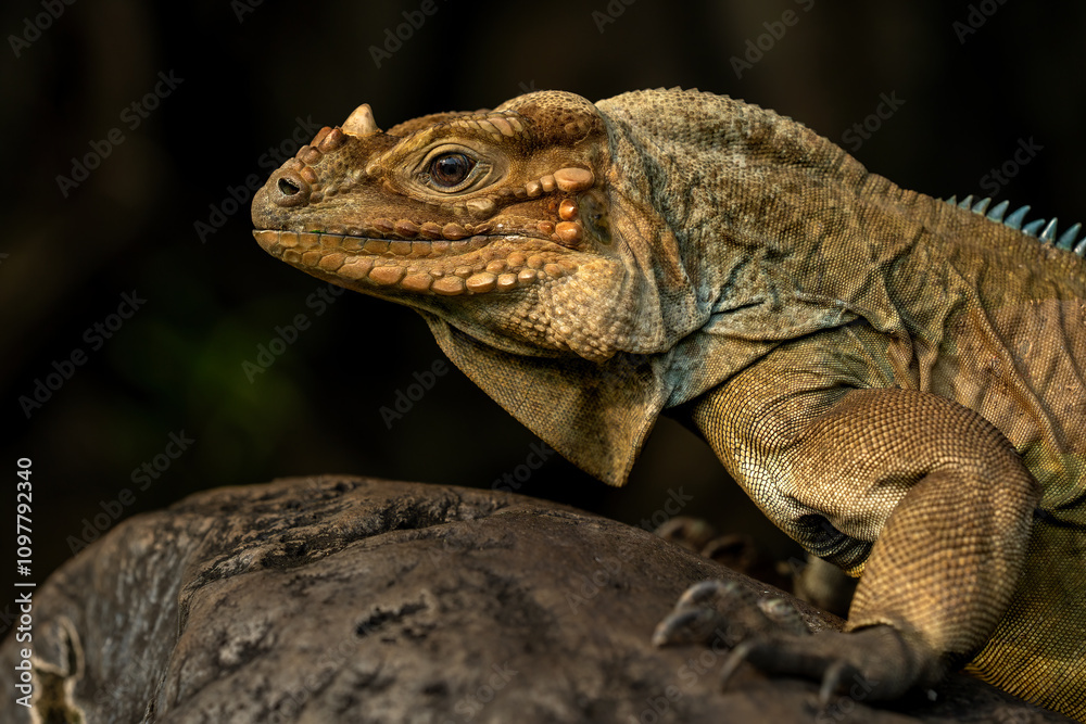 Rhinoceros Iguana (Cyclura cornuta) is a species of iguana that is ...