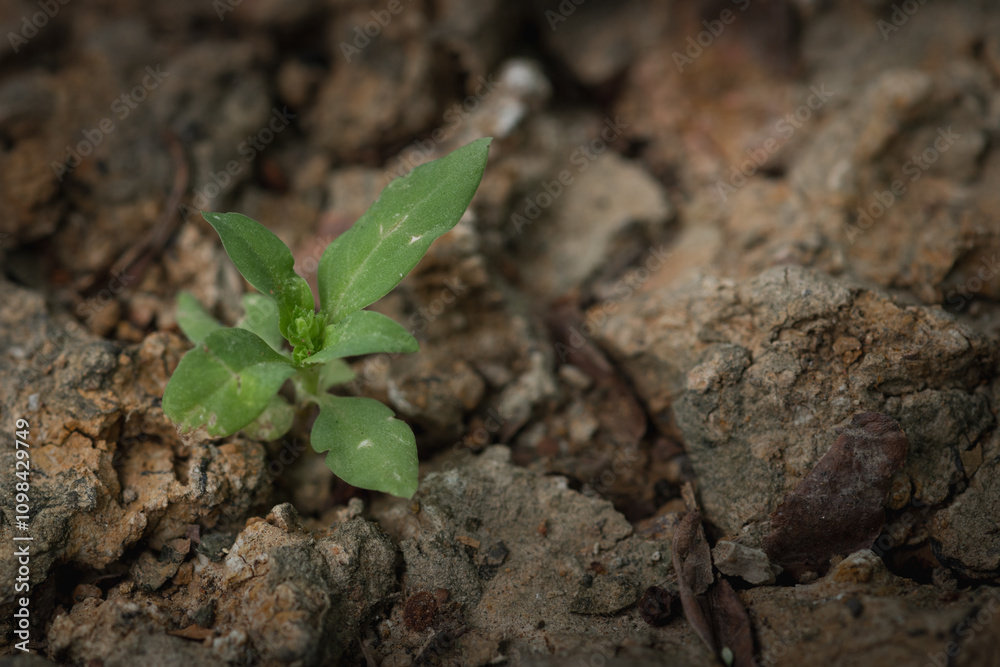 Young plant sprouting on cracked dry soil, symbolizing resilience ...