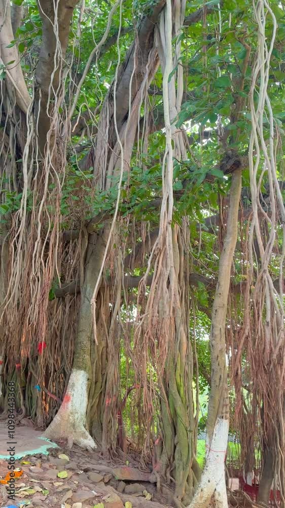 Bodhgaya Bodhi Tree bodh gaya in bihar, India, asia. The Bodhi tree and ...