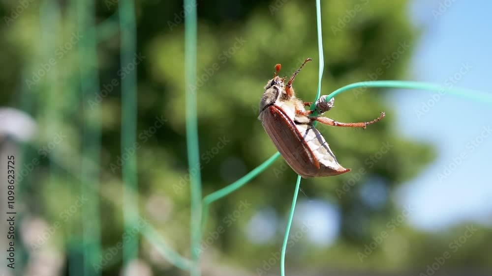 A May bug hangs upside down from green garden netting, against a ...