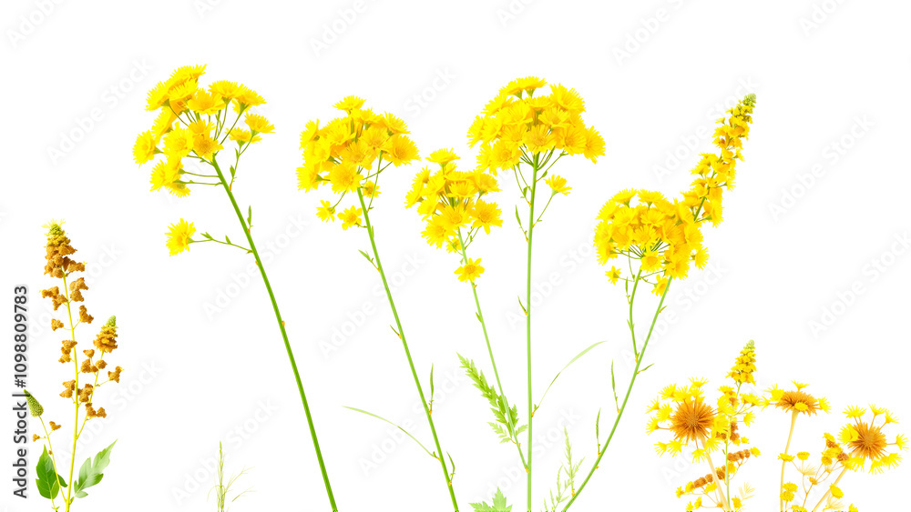 Solidago chilensis Asteraceae 3d big vector set goldenrod ragweed ...