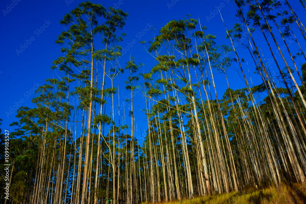 Low-angle view of tall eucalyptus trees (Eucalyptus globulus) against a ...