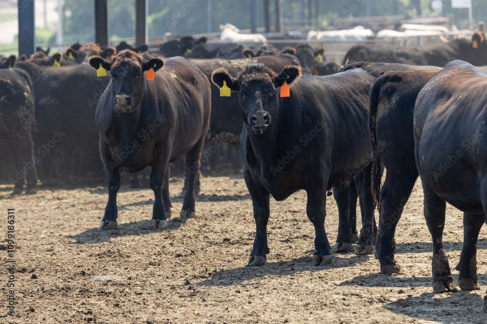 Black Angus cattle in a feedlot or feed yard Stock Photo | Adobe Stock