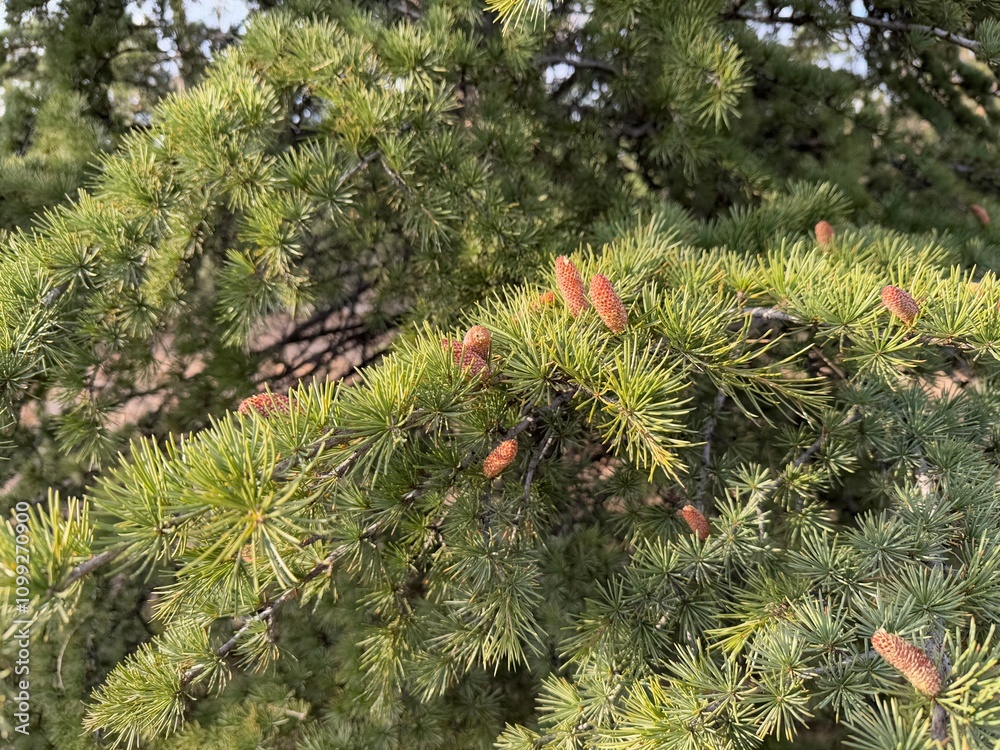 Cedar tree Cedrus cedar or Lebanese cedar male cones growing on ...