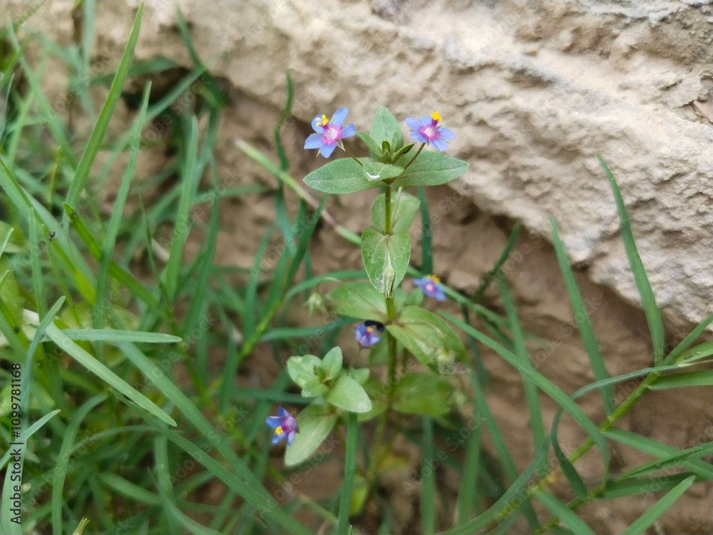 Anagallis arvensis, commonly known as the scarlet pimpernel, red ... Anagallis arvensis, commonly known as the scarlet pimpernel, red ...