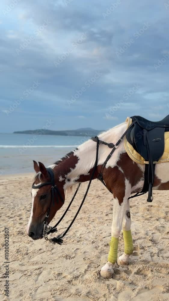 horse, animal, riding, beach, nature, horseback, farm, sky, brown ...