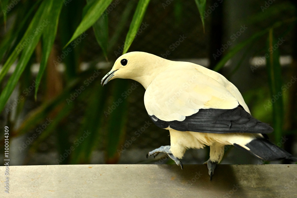 Poster Ducula bicolor is a species of the genus Ducula of the order ...
