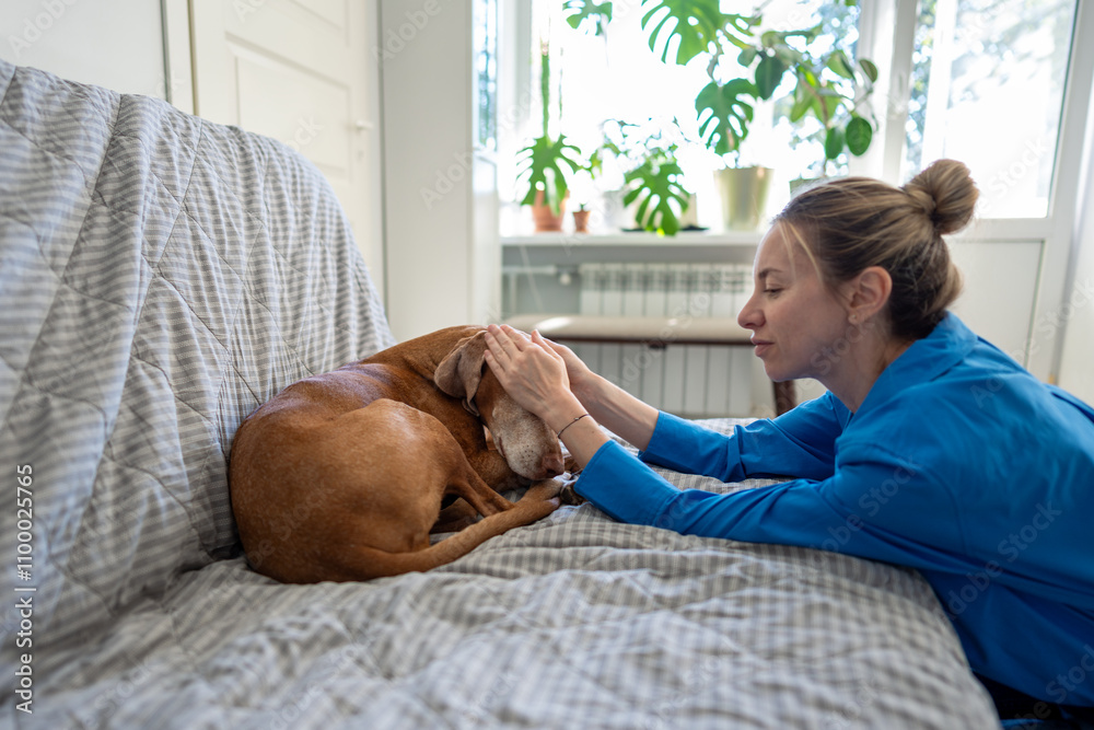 Concerned woman holds Vizsla dog head gently, comforting ill, lethargic ...