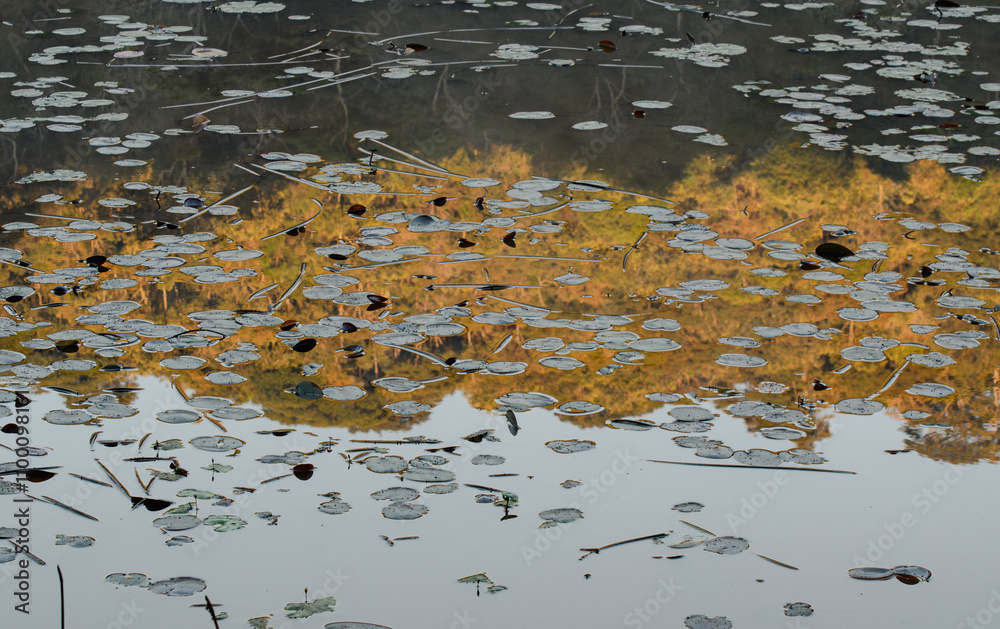 lake with aquatic plants and floating plant stems reflecting forest ...