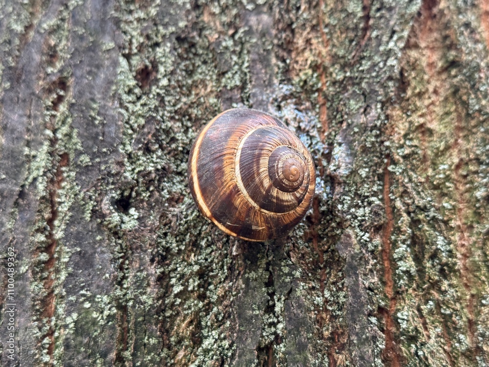 Turkish snail (Helix lucorum). Edible garden snail isolated on a white ...
