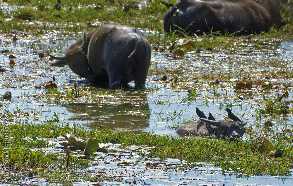 Water buffalo covered with birds bathing on the banks of the Tonle Sap ...