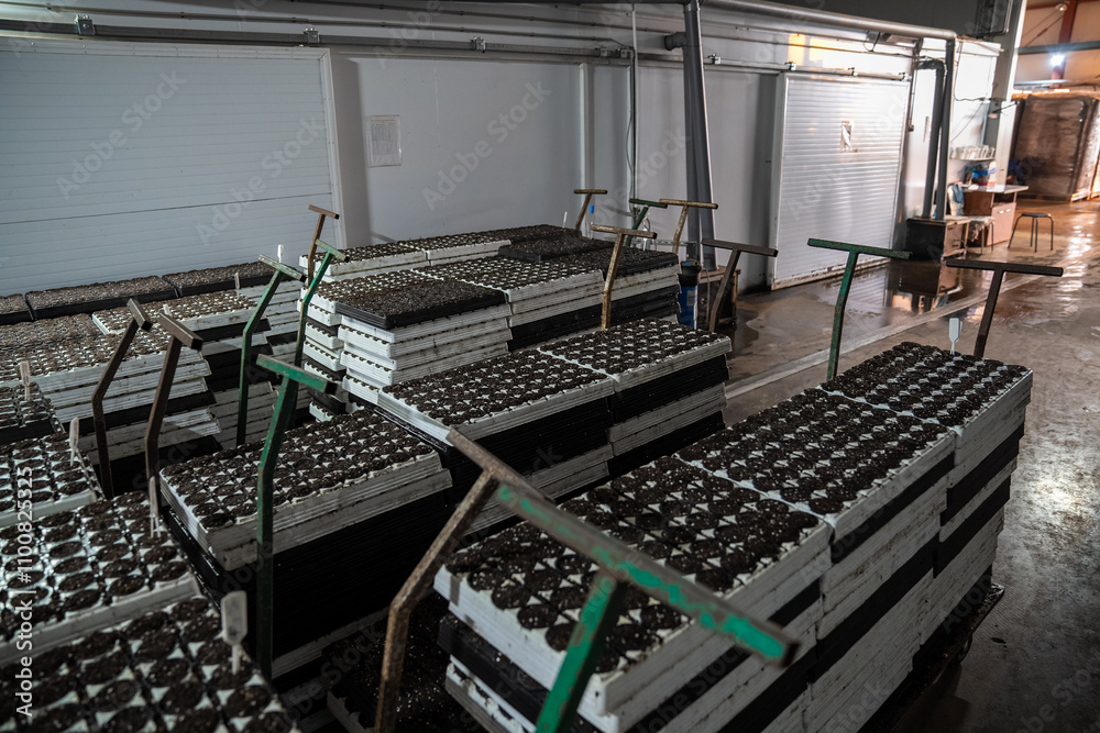 Pallets with soil mixture prepared for transfer to chamber with 100 ...