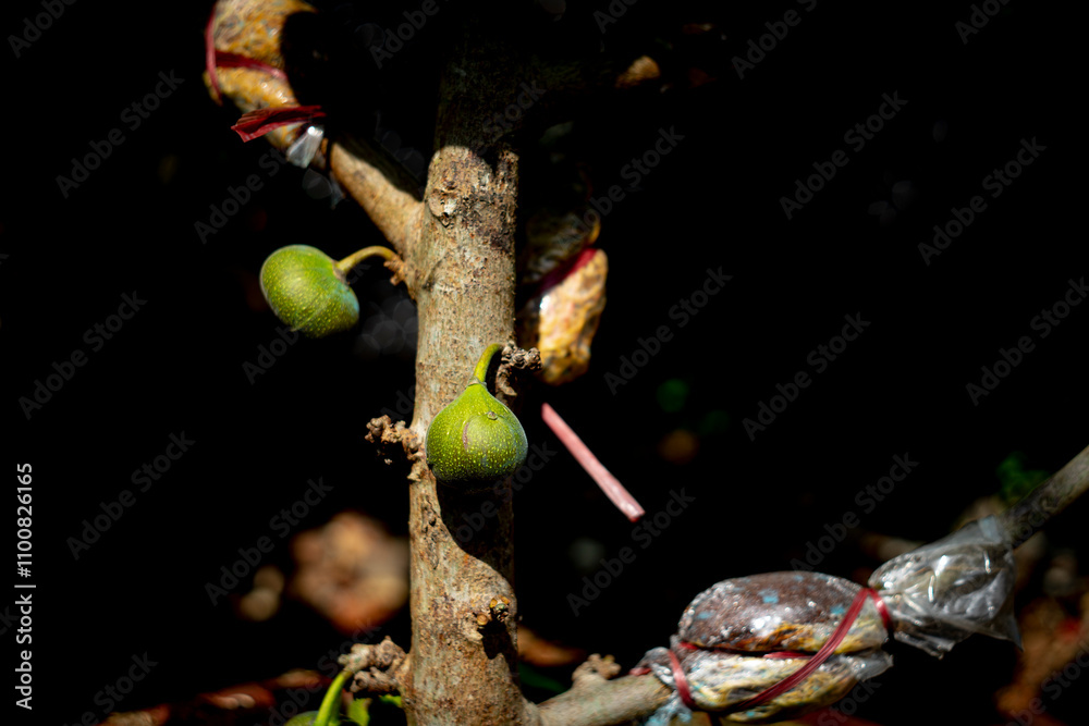 glomerata in sunny ambiance,The tree belongs to the group of small ...