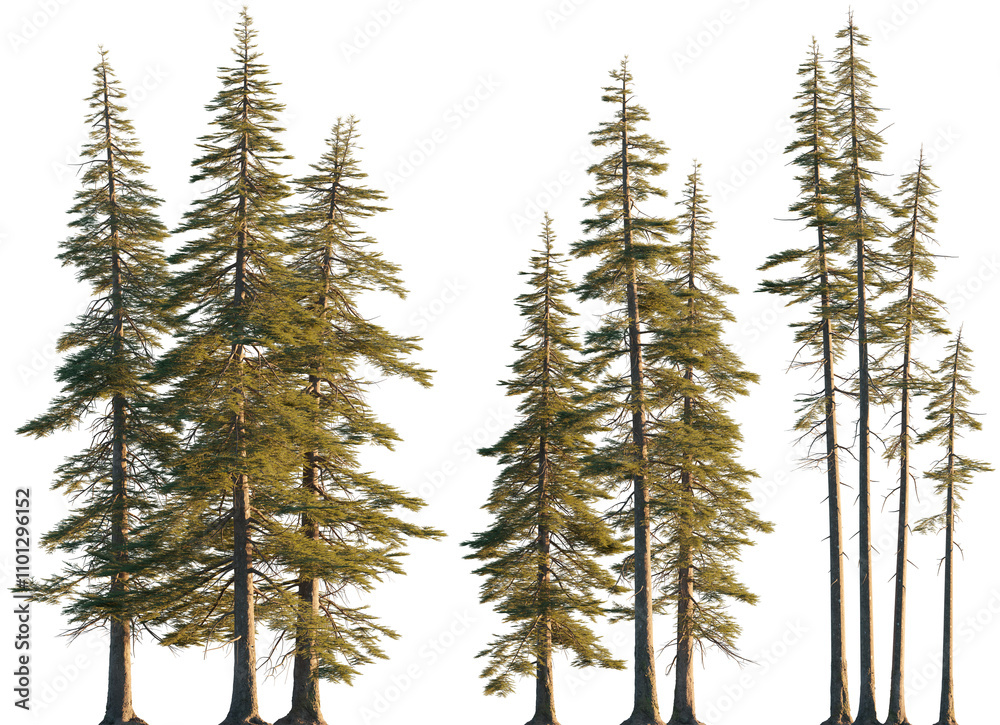 Abies concolor clumps frontal set (the white, concolor, or Colorado fir ...