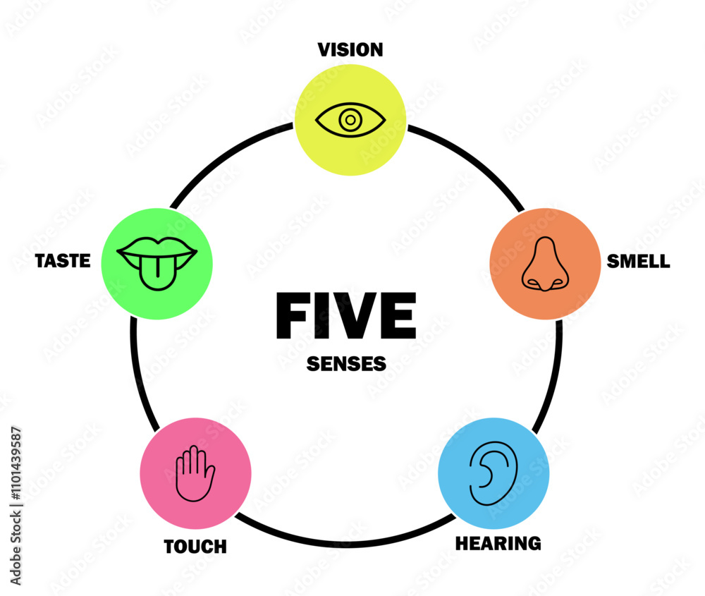 Five human senses. Vision, hearing, smell, touch, taste isolated on ...