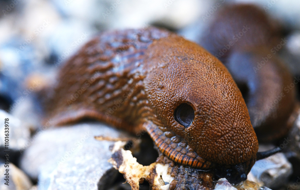 An up-close portrait of a brown slug moving over pebbled ground ...