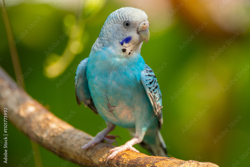 The budgerigar (Melopsittacus undulatus), also known as the common ...