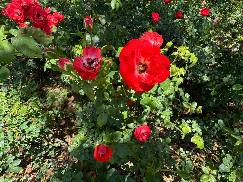 Red hybrid tea rose floribunda close-up. Lots of rosa wichuraiana ...