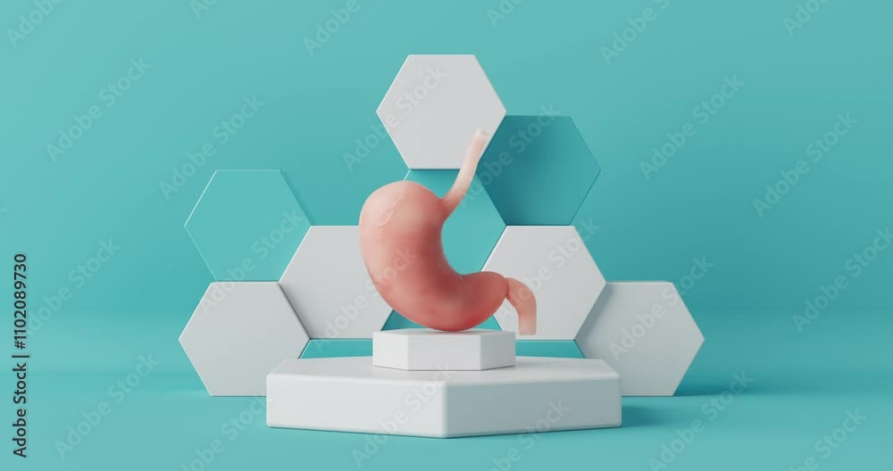4k Resolution Video: Human Stomach Anatomy Internal Organ Seamless Loop ...