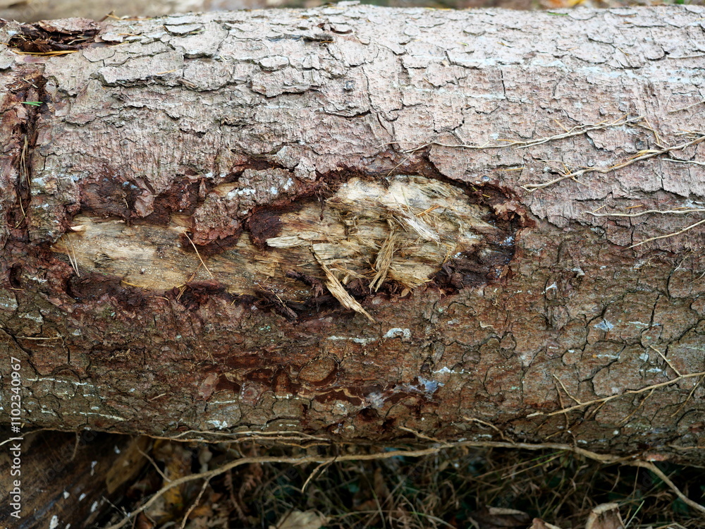 bark beetle - evidence of wood eating - Crumbled pine wood as ...
