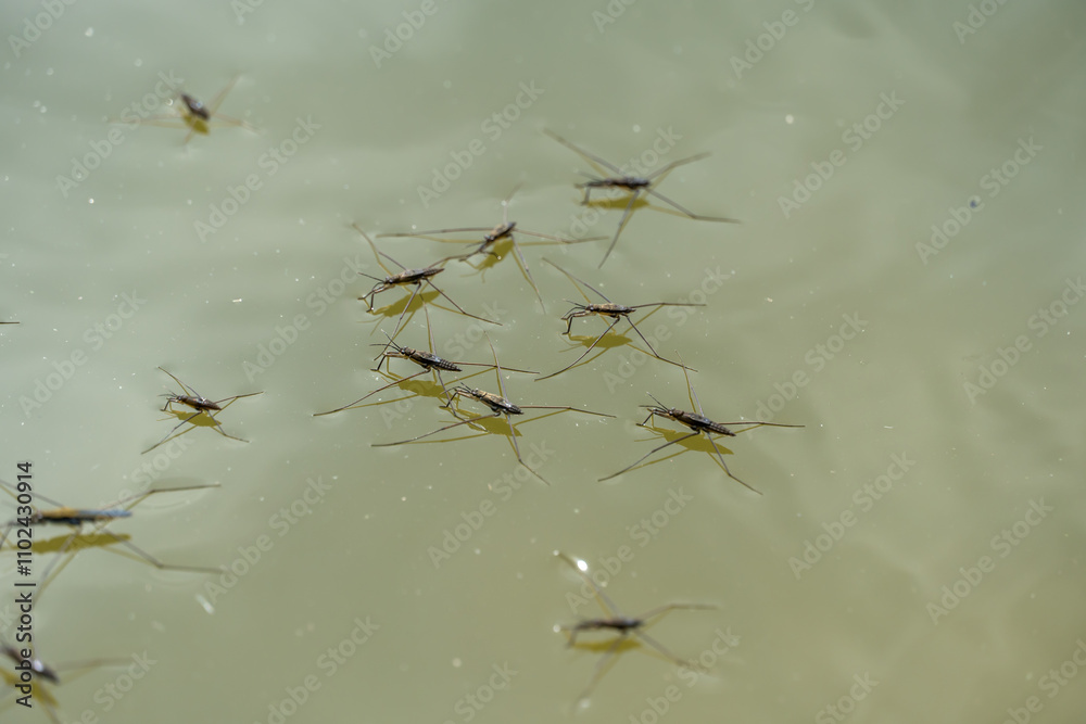 Group of water strider gerridae on water surface. Common pond skater in ...