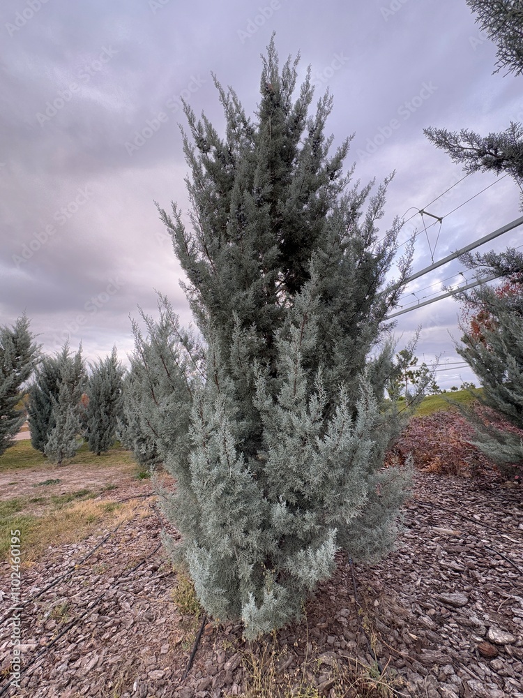 Hesperocyparis arizonica tree with dramatic sky behind. Cones on ...