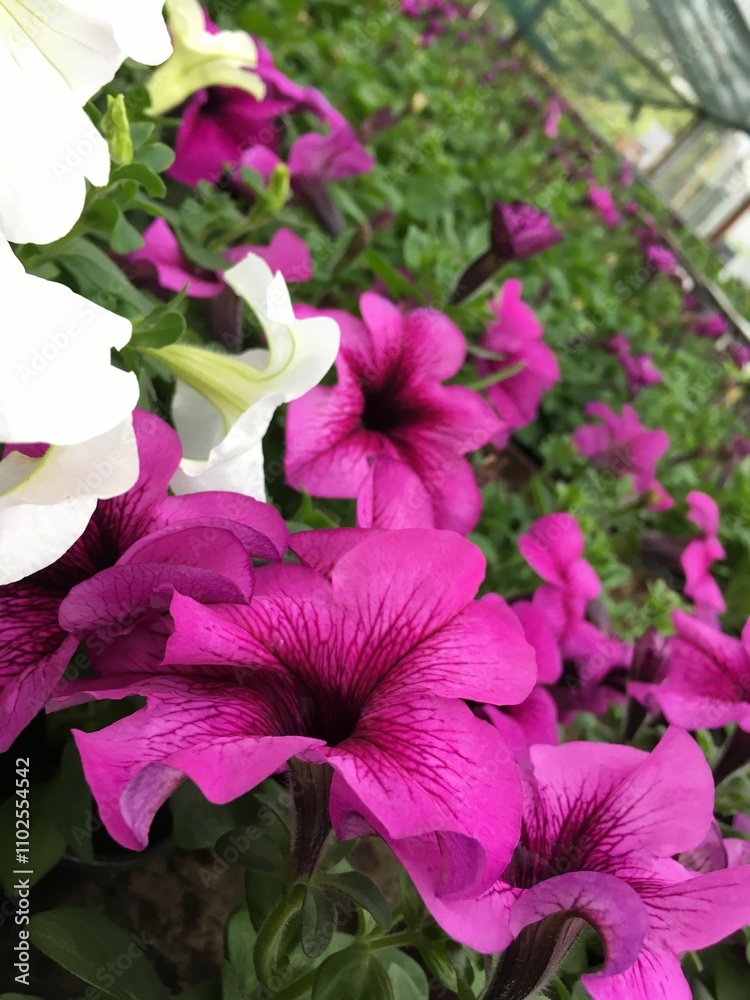 Colorful petunias bloom in a greenhouse, showcasing vibrant pink and ...