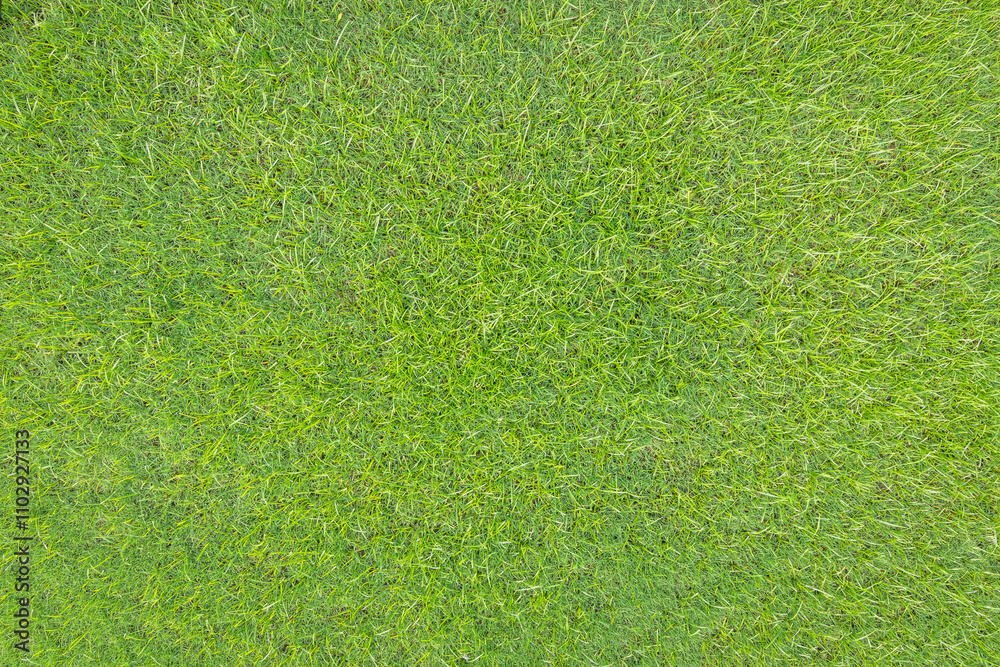 Green grass lawn texture background, greenery field for golf course ...