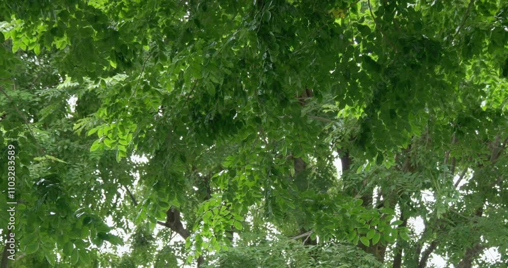 A gentle breeze blowing the leaves of the trees in a forest in ...