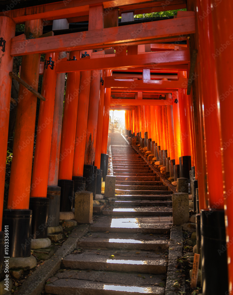 sunlit stone path through vermilion torii gates in Kyoto highlighting ...