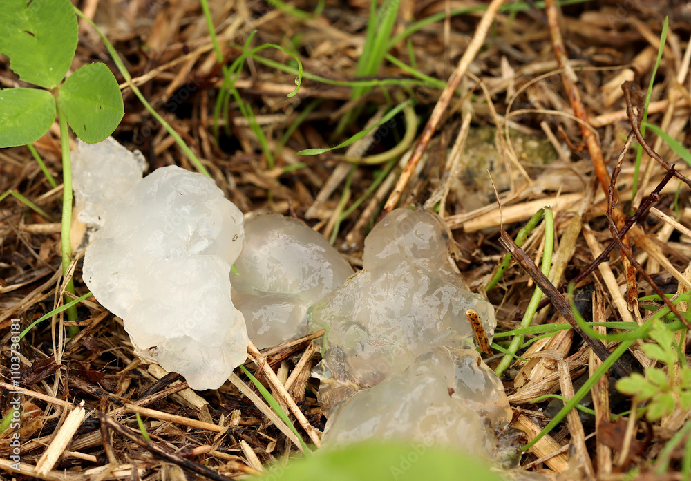 Photo & Art Print Rare photo of star Jelly, Scorsby