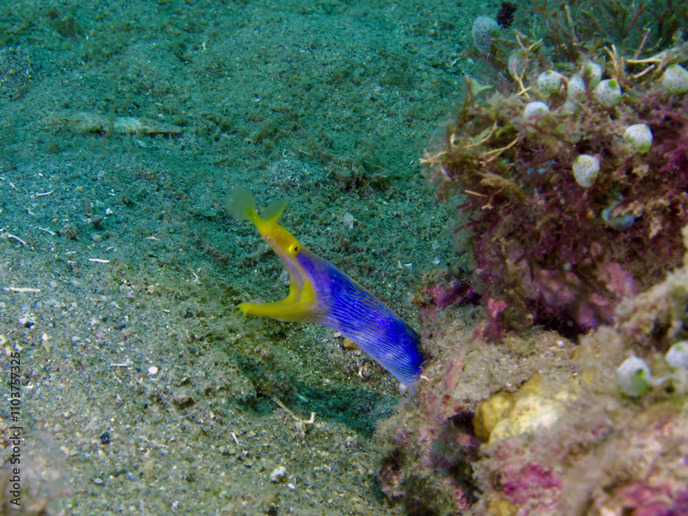 Ribbon Moray Eel Underwater. A blue and yellow ribbon moray eel peeks ...