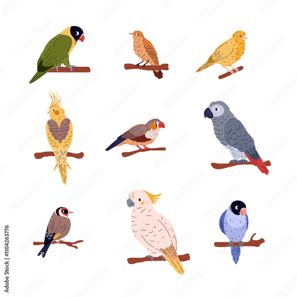Cartoon domestic birds species vector set, Agapornis, Canary, Corella ...