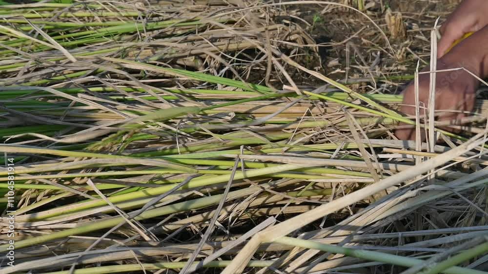 Indian farmer cutting rice plants with a sickle. Hand of indian farmers ...