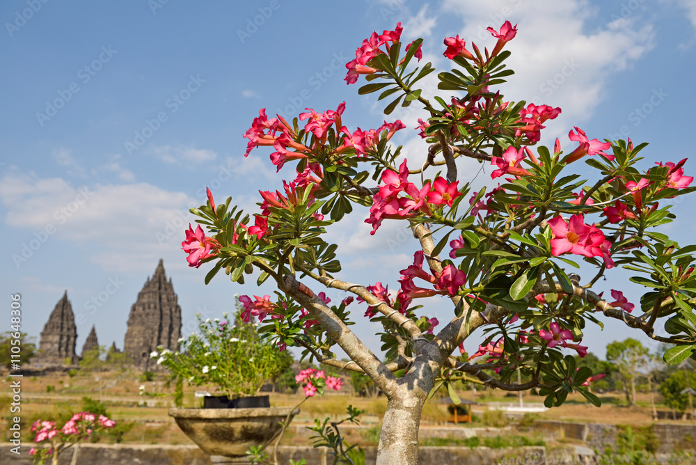 Adenium obesum, Prambanan Temple Compounds, region of Yogyakarta, Java ...