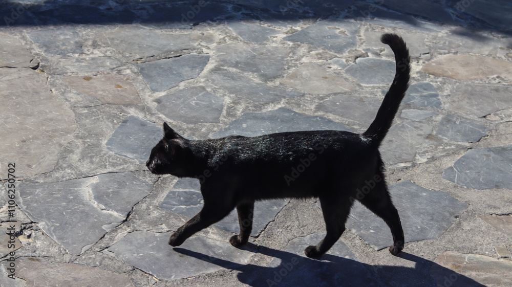 Gato preto andando tranquilamente pela rua, capturando o charme e ...