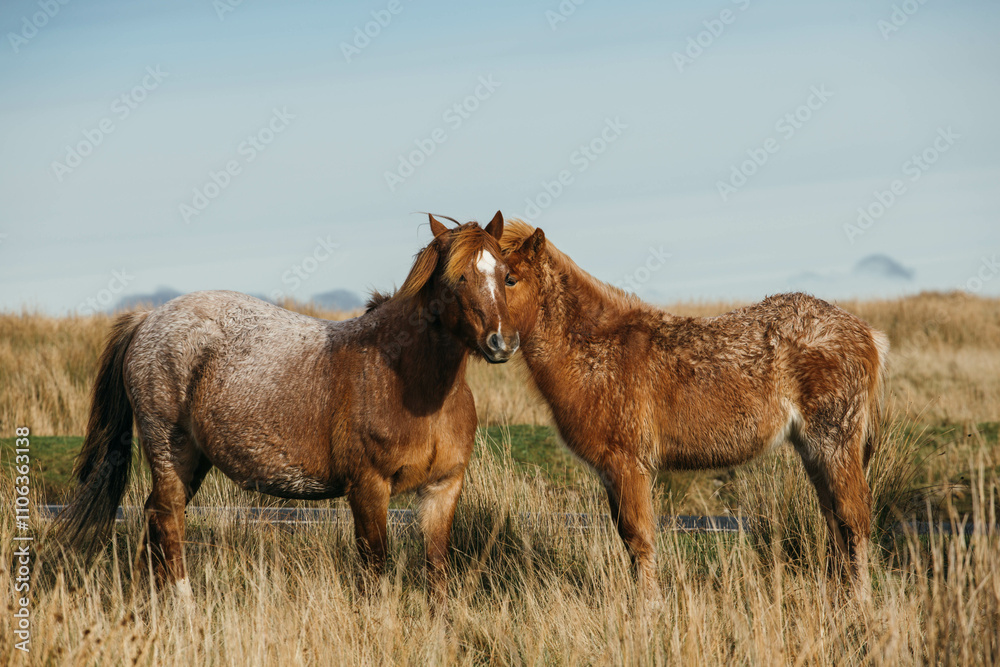 Poster The group of wild Welsh ponies – Wall Art | UkPosters
