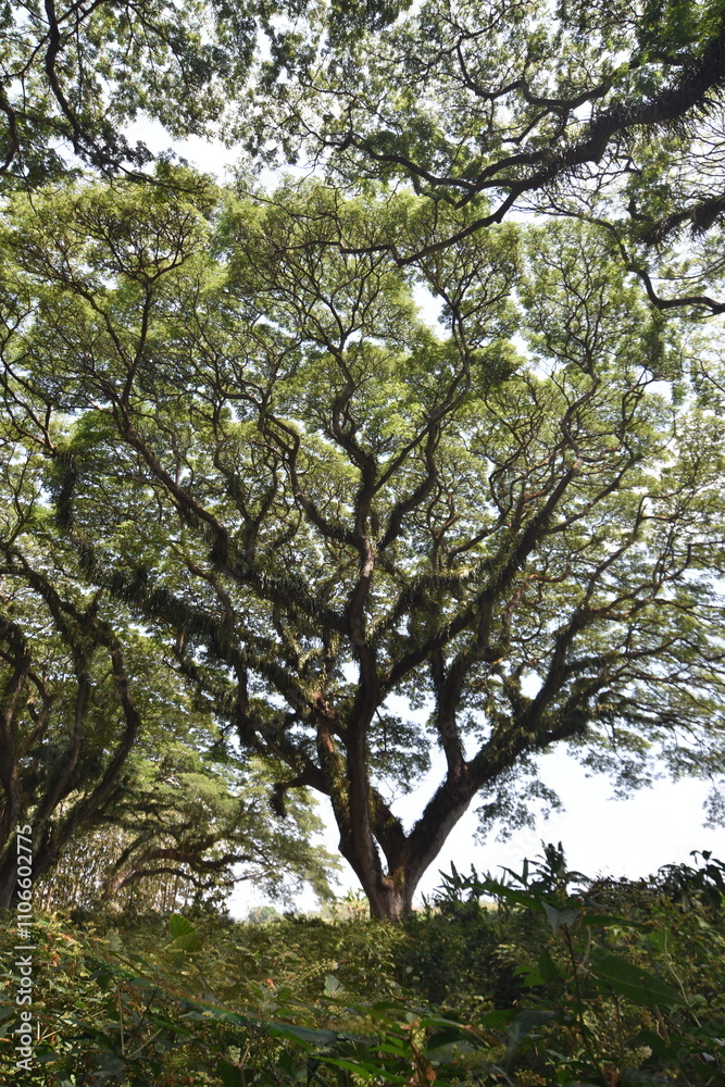 Samanea saman tree in the forest, a species of flowering tree in the ...