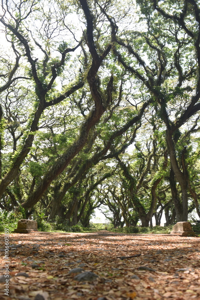 A pathway like a tunnel with old mossy Samanea saman trees, a species ...