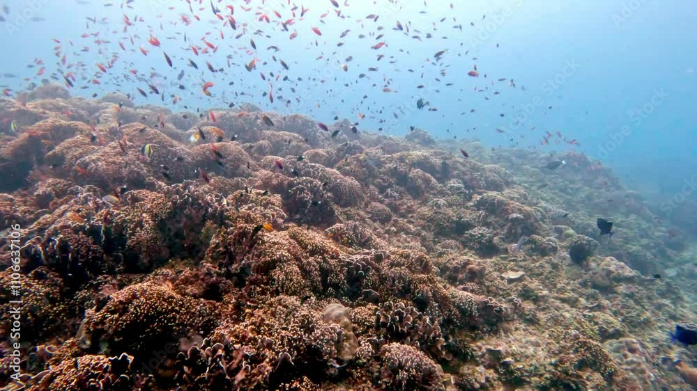 Beautiful Underwater Colorful Tropical Reef with Sea Fish. Discover ...