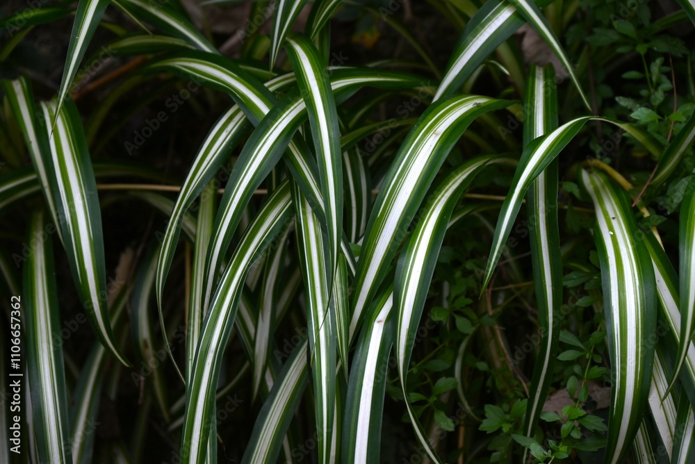 Spider plant (Chlorophytum comosum) leaves. Asparagaceae evergreen ...