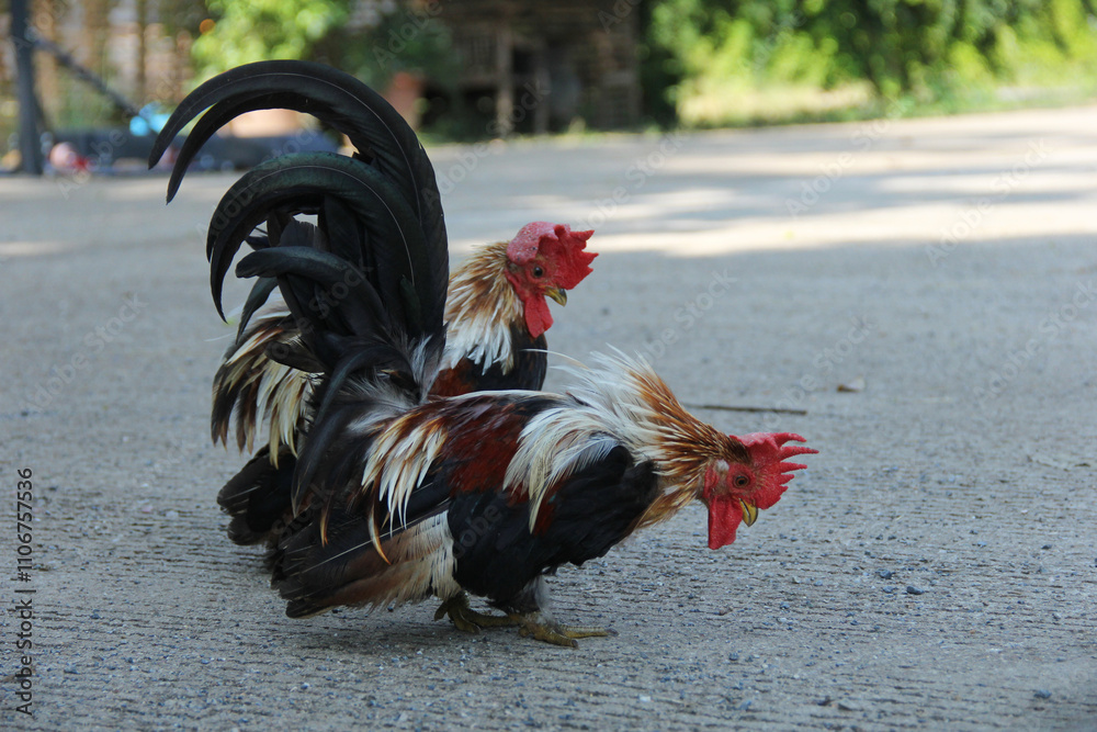 The Japanese Bantam is a Japanese is a true bantam breed, meaning that ...