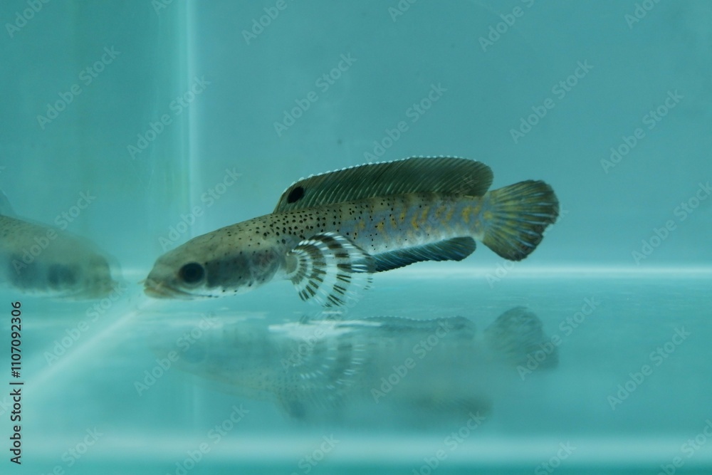 Channa Auranti snakehead fish. a predatory fish with a very beautiful ...