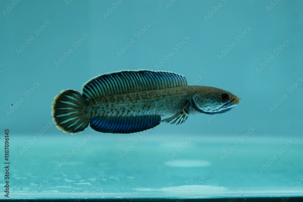 Channa Auranti snakehead fish. a predatory fish with a very beautiful ...