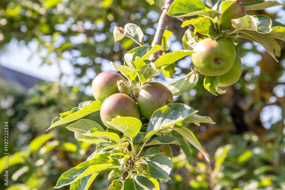 Croissance des pommes sur leur arbre Stock Photo | Adobe Stock