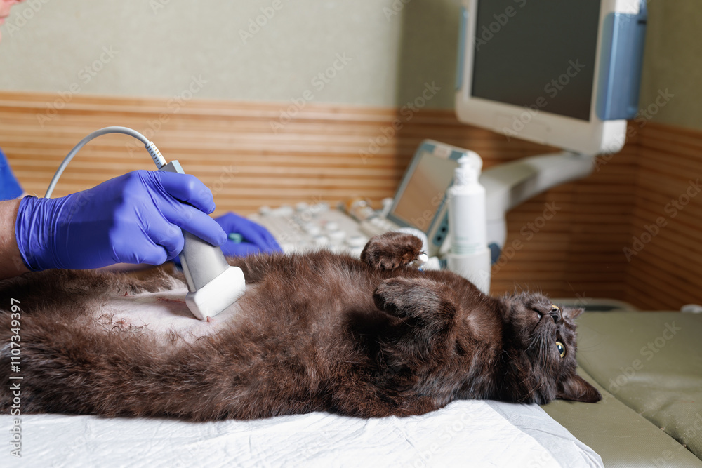 The abdominal cavity of a cat examined using ultrasound. The ...