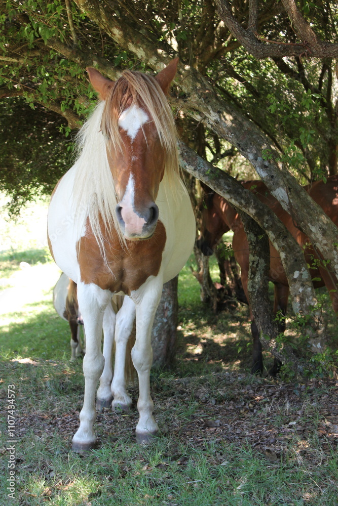 Hermosa familia de caballos descansando en tranquilo bosque natural con ...