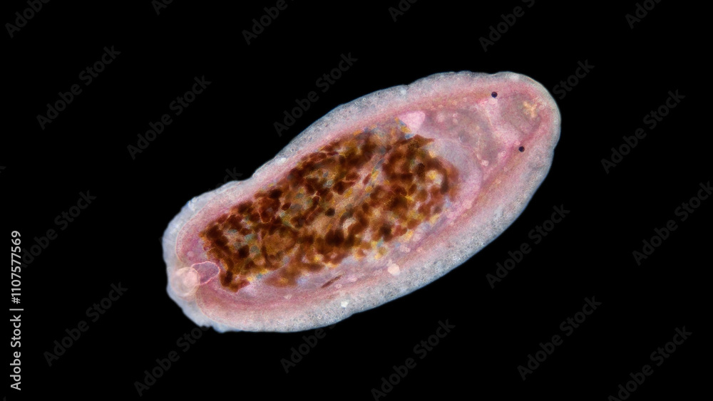Worm order Prolecithophora under a microscope, phylum Platyhelminthes ...